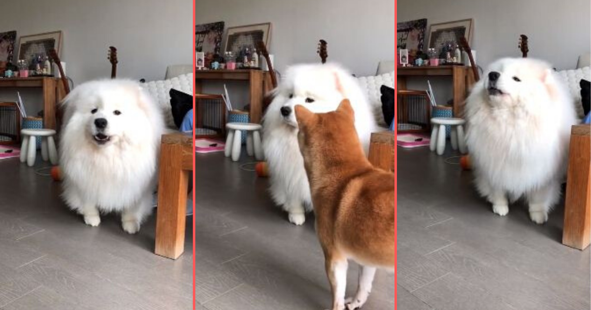 Samoyed Howls Along With the Music and Shiba Inu Gets Baffled - Small Joys