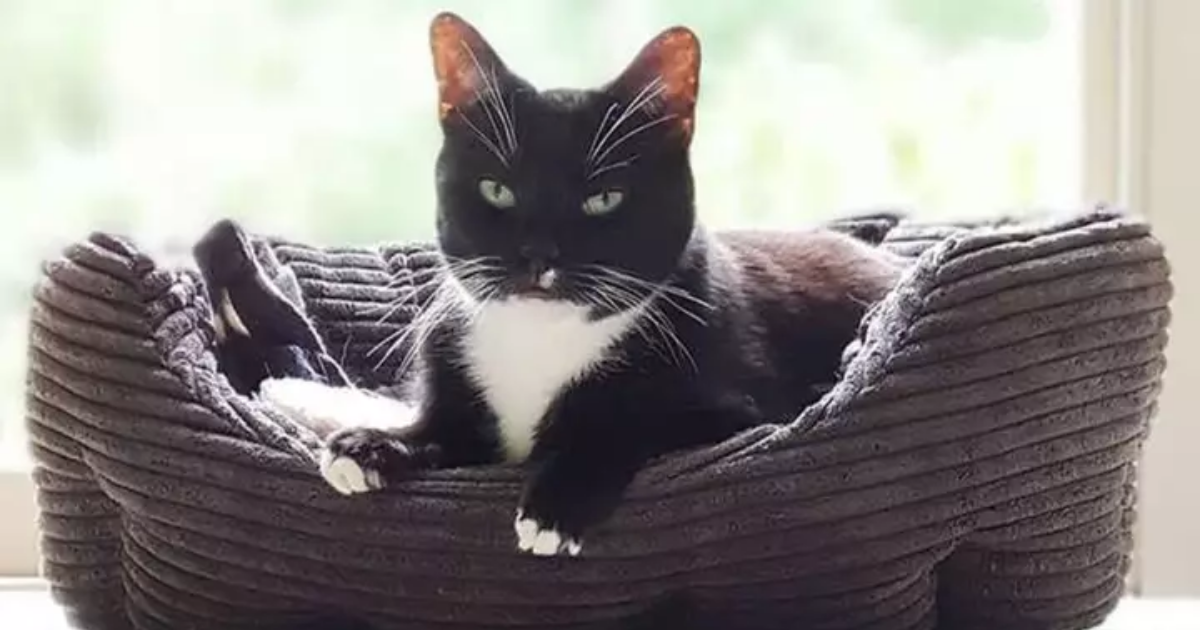 Toby The 'Loneliest Cat' Is Facing Another Christmas Without An Owner ...