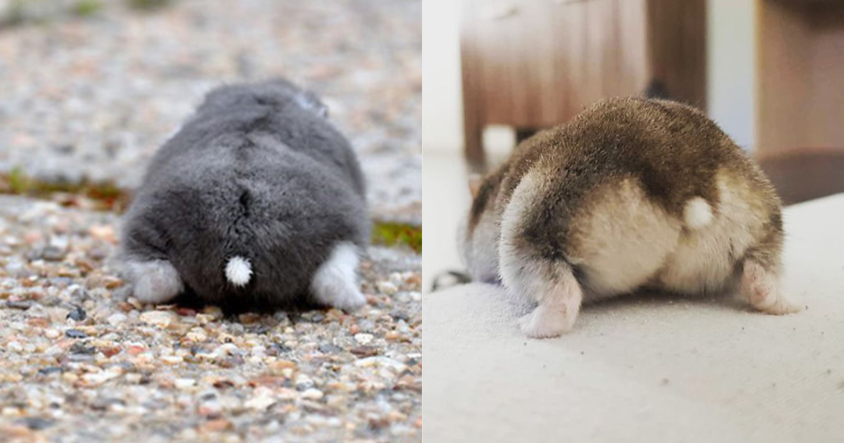 30 Adorable Pictures of Hamster Backs to Brighten Your Day - Small Joys