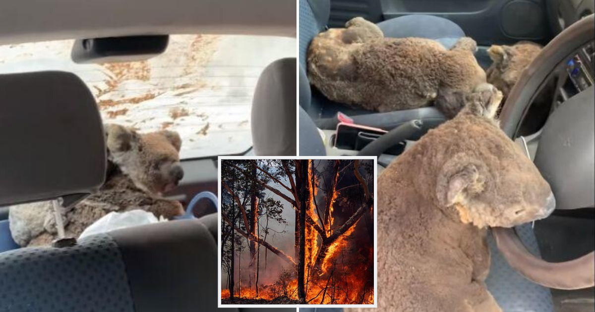 Teens Turned Their Car Into An Ambulance For Injured Koalas As They ...