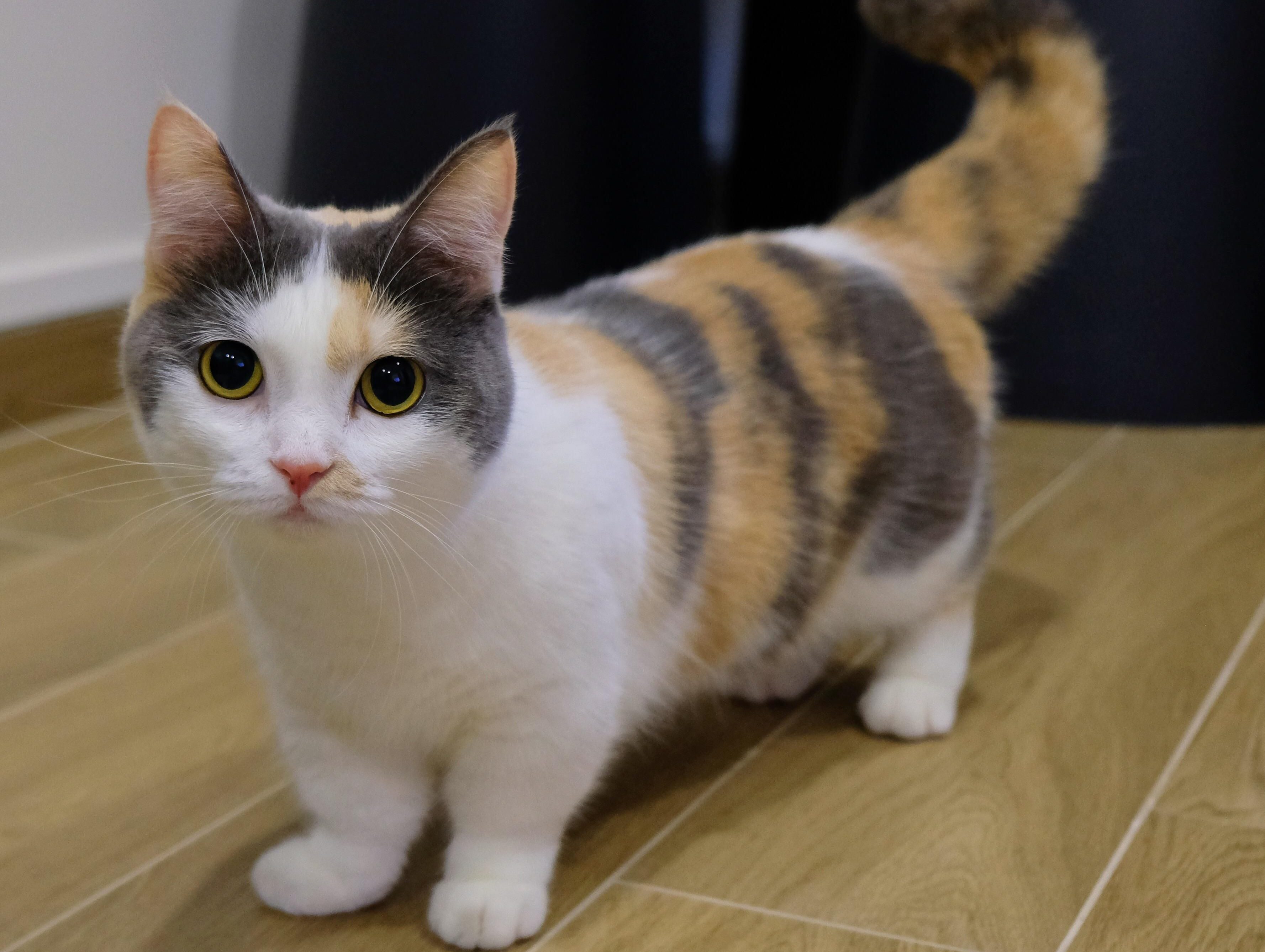Le Munchkin Le Seul Chat Qui Reste Mignon Toute Sa Vie Vonjour