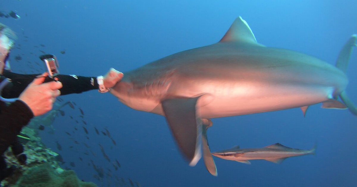 Video Of A Scuba Diver Beating A Shark On Its Snout - Small Joys