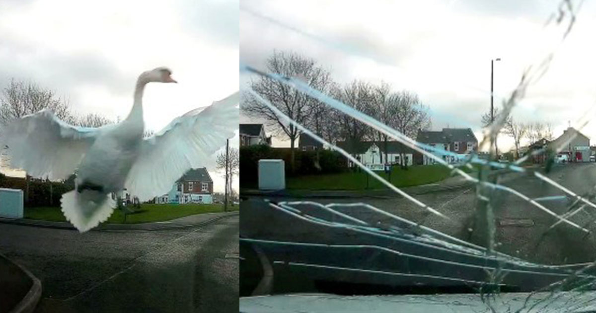A Swan Dived Into A Car's Windshield Causing The Glass To Shatter ...