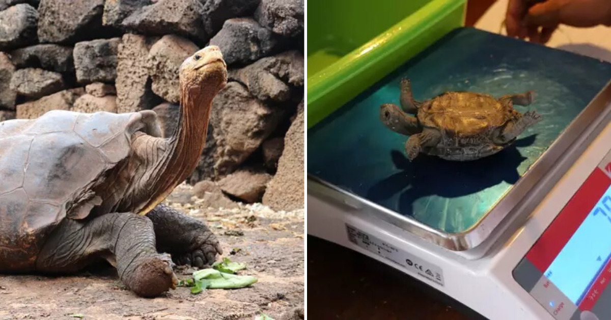 Giant Tortoise Helped Save His Species By Fathering 800 Hatchlings