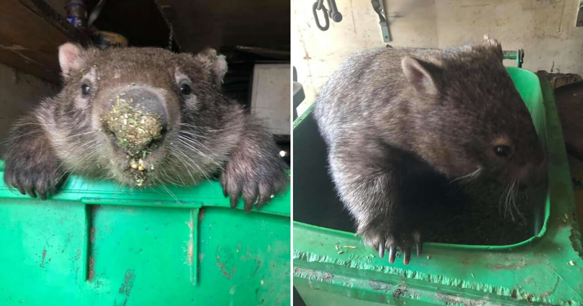 Chubby Wombat Stuck In Food Bin After Stealing Treats From Rescuers