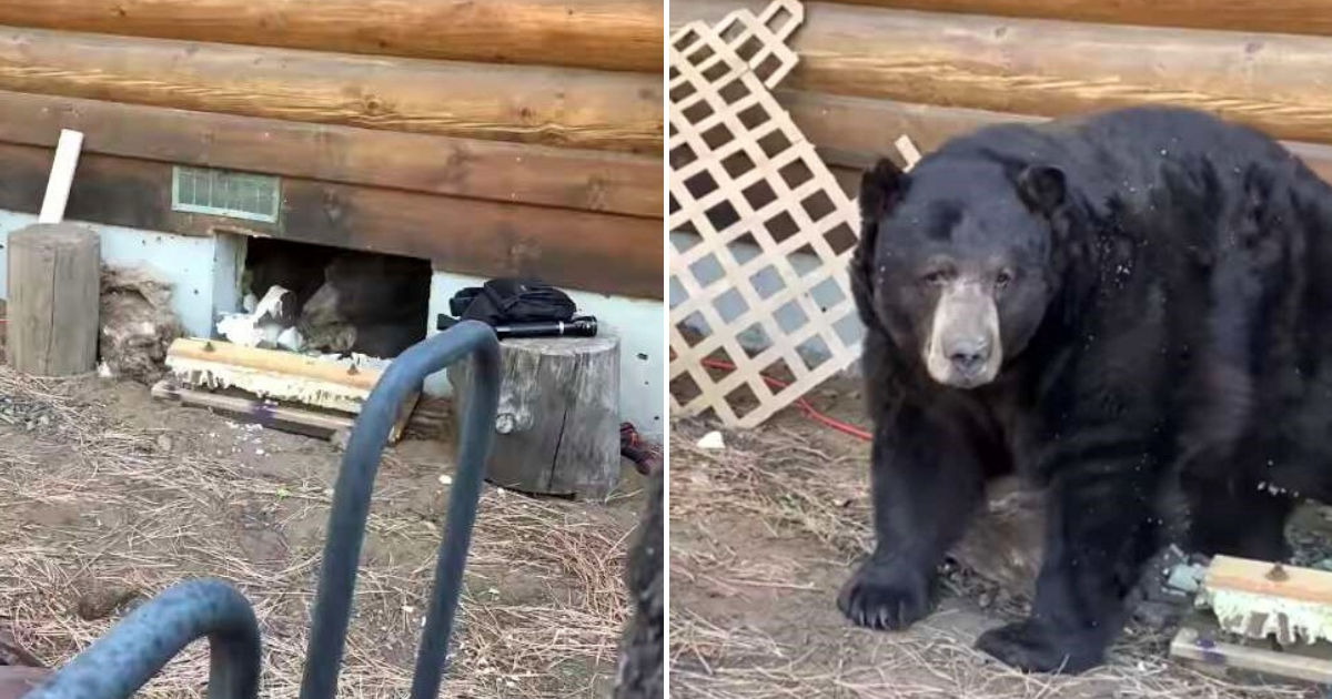 Family Surprised After Discovering A Giant Bear Living Under Their ...