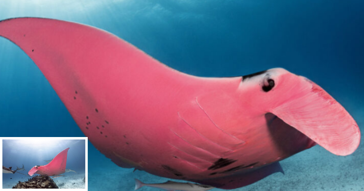 The First-Ever Pink Manta Ray Was Found Swimming in The Great Barrier ...
