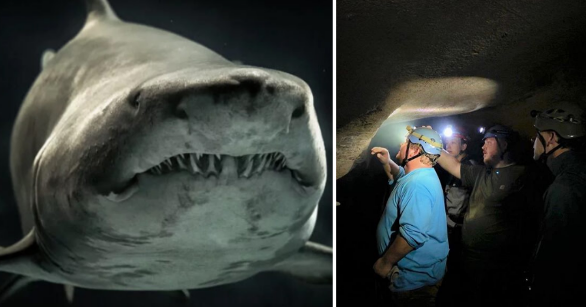 330 Million Year Old Shark's Massive Head Was Found In Kentucky - Small ...