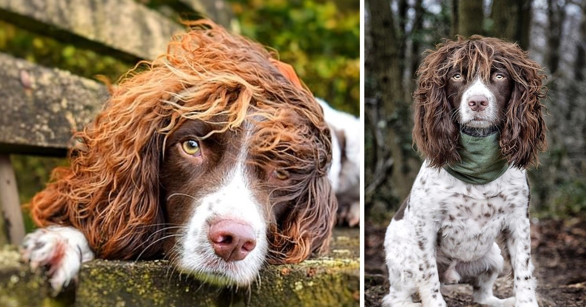 Springer Spaniel With 'Rockstar' Curly Hair Gained Thousands Of ...