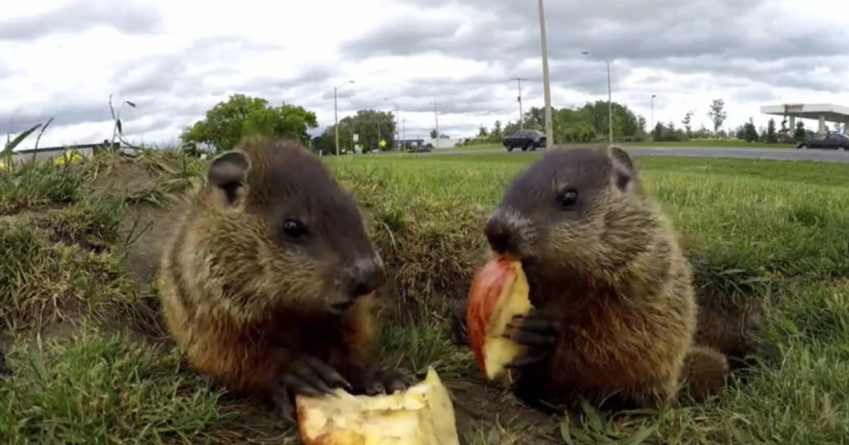 A Pair Of Adorable Groundhogs Happily Munched On Apple Slices While ...
