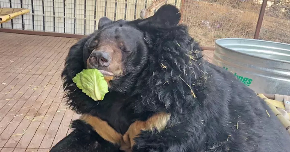 Obese Asiatic Bear Has Been Put On A Diet Following Rescue From An ...