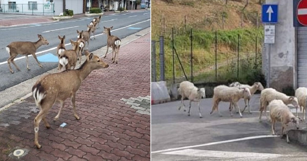 As People Stay Inside Their Homes, Animals Are Fearlessly Wandering The ...