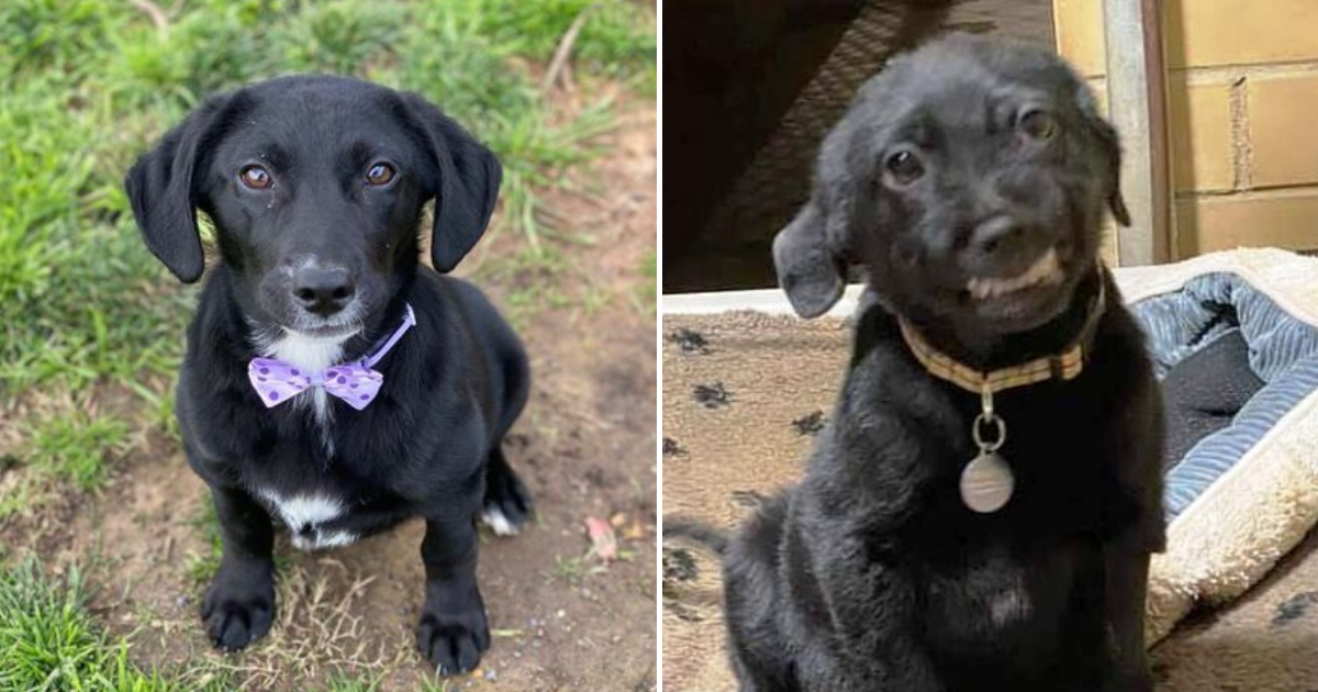 Black Labrador Shows His Goofy Smile Whenever People Stop To Speak To ...