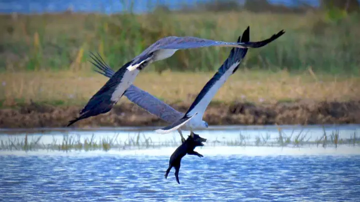 Photographer Captured Astonishing Moment An Eagle Flies Off With An ...
