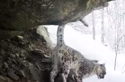 Extremely Rare Video Of Snow Leopard Calling To Mark Territory - Small Joys