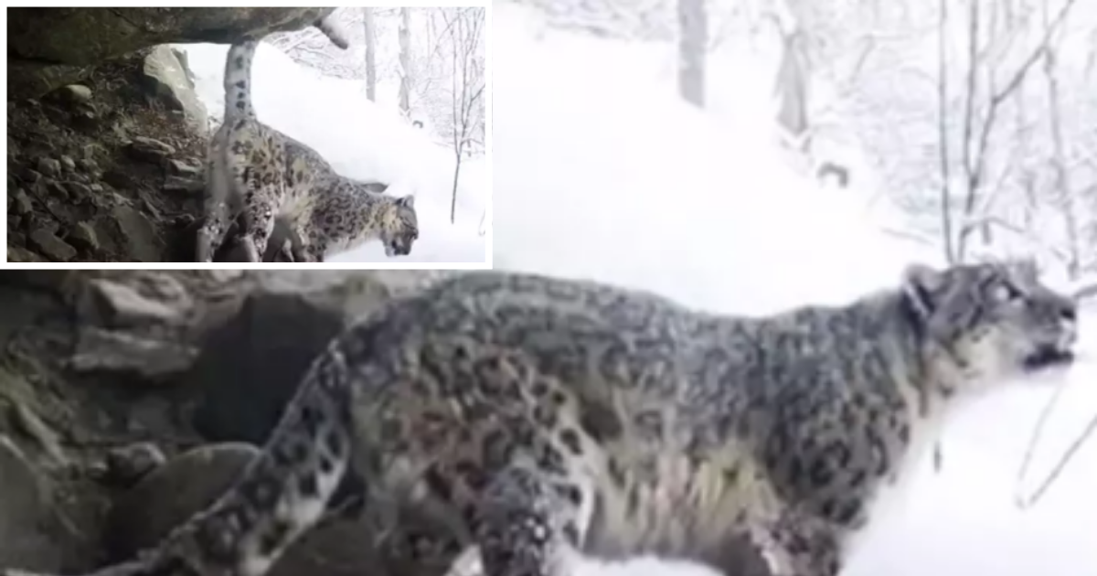 Extremely Rare Video Of Snow Leopard Calling To Mark Territory - Small Joys