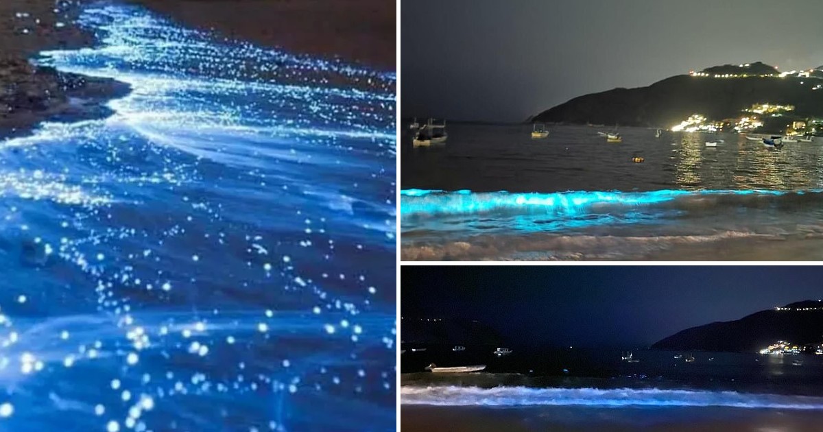 Beach Waves Emitted Neon Light Caused By Rare Plankton Reaction For The ...