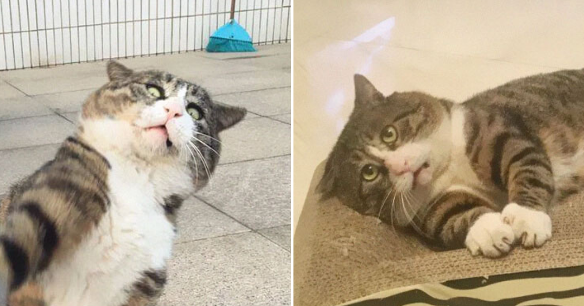Adorable Cat Captured Millions Of Hearts For His Dramatic Expressions ...