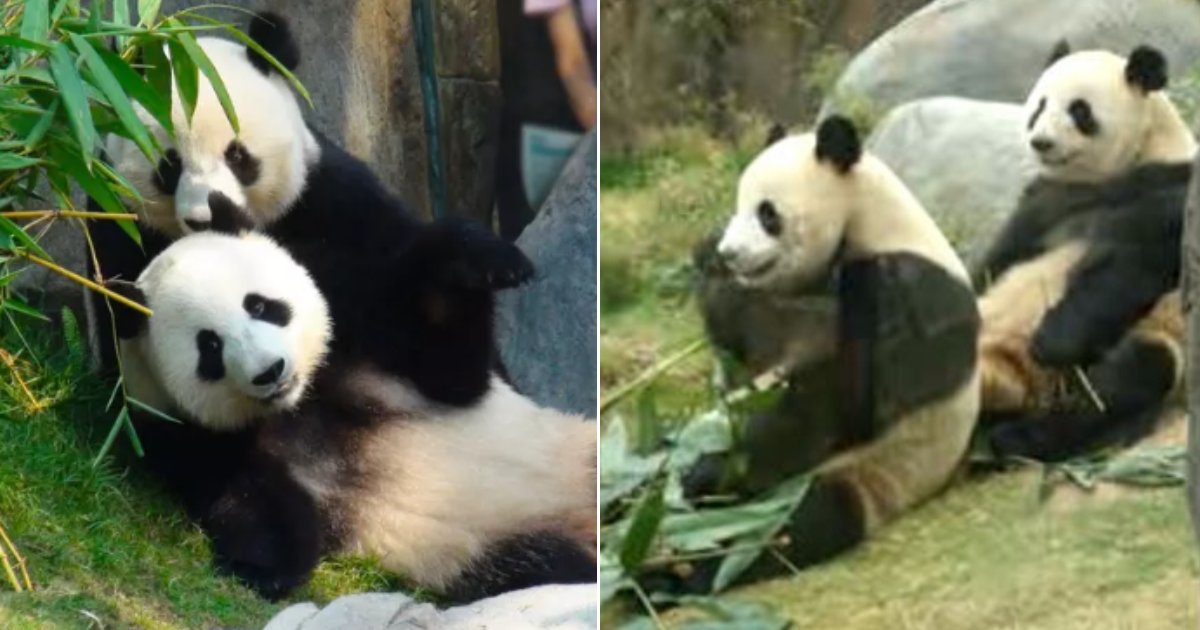 Good News! Two Giant Pandas Mate For The First Time In Ten Years ...