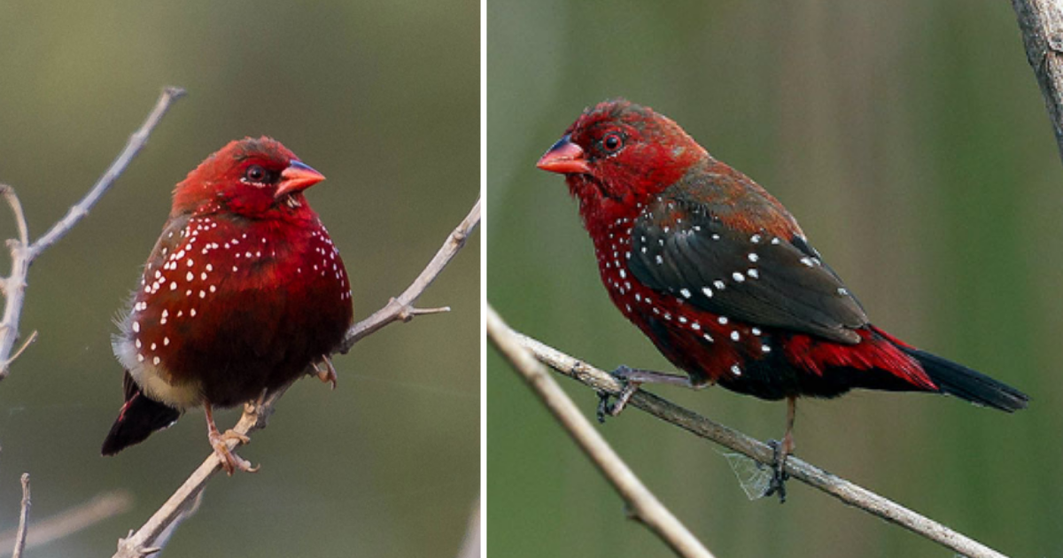 Here are Some Photos of Strawberry Finches to Make Your Day - Small Joys
