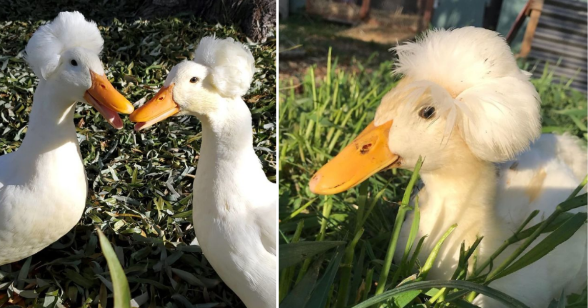 These 30 Ducks Look Like They Have Wigs On Their Heads
