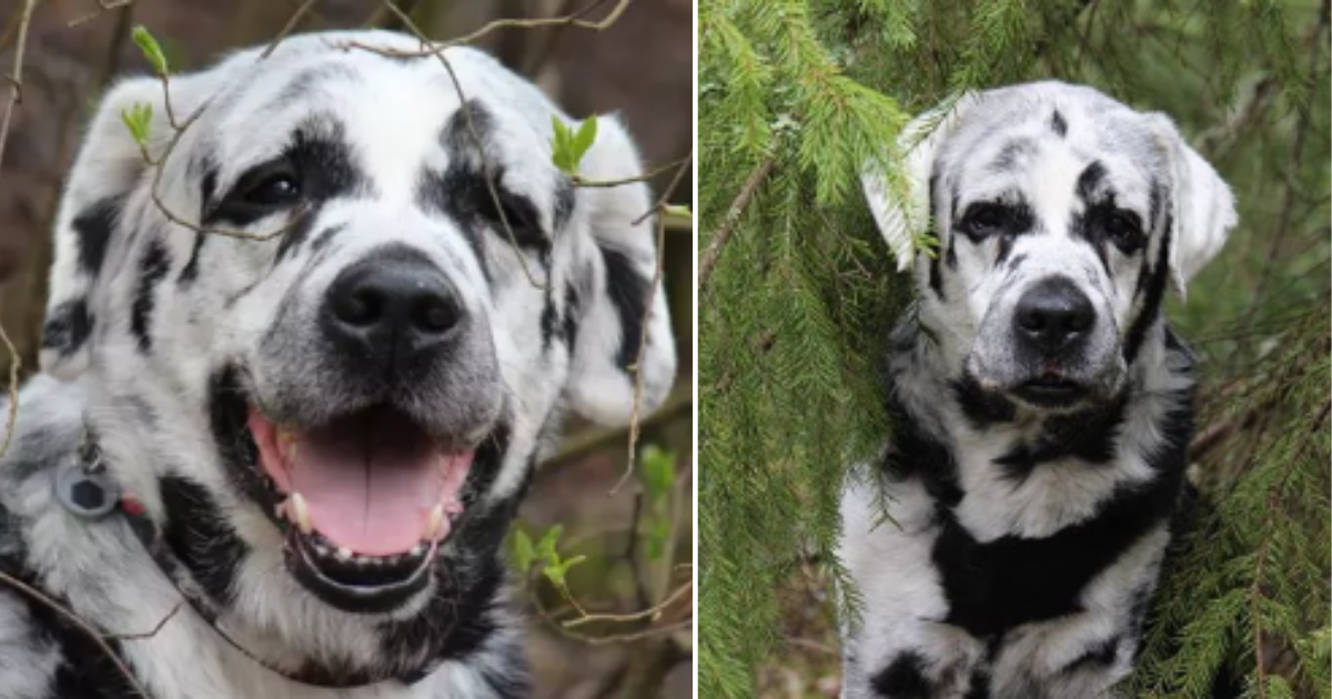 A Unique Labrador Becomes Social Media Sensation For His Changing Body ...