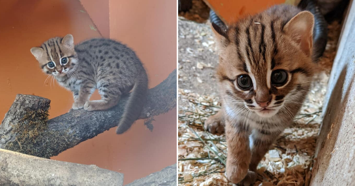 U.K. Wildlife Park Was Blessed With Two Babies Of The Tiniest Cat Breed ...