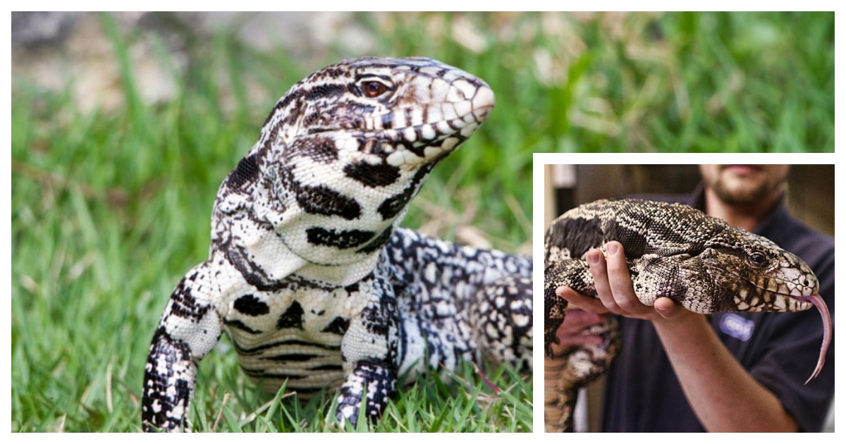 4-Feet Long Lizards Are the New Invasive Species in Georgia and Florida ...