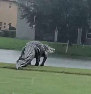 Gigantic Alligator Strolls Across A Golf Course In Florida And Sends ...