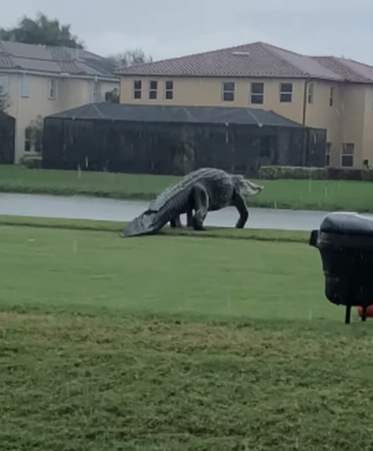Gigantic Alligator Strolls Across A Golf Course In Florida And Sends ...