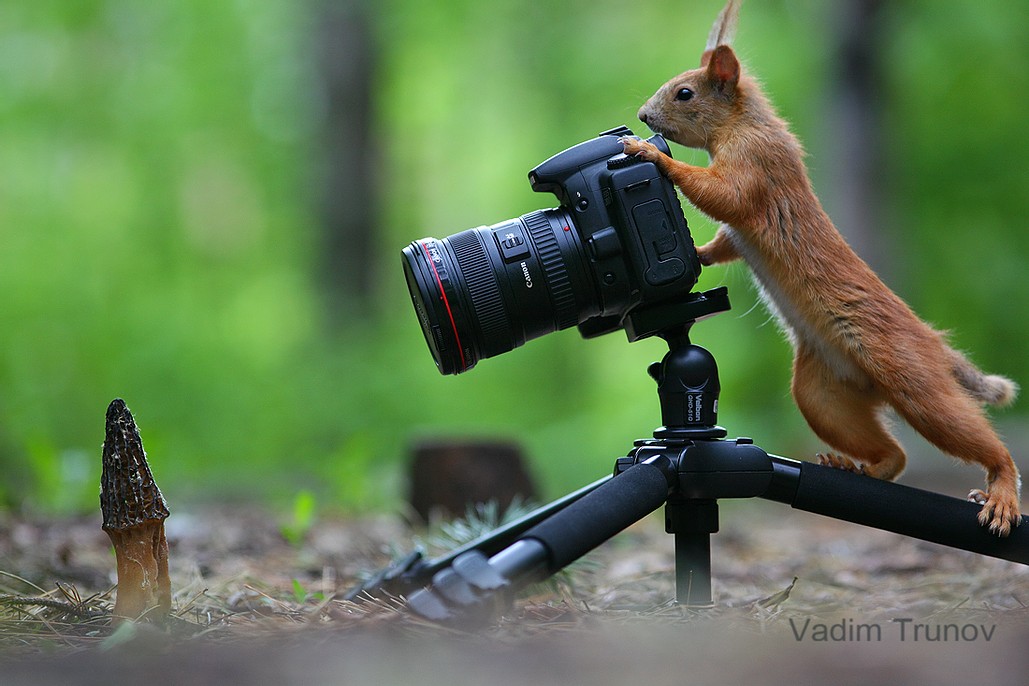 Ce photographe capture des photos incroyables d'écureuils - Vonjour Ce photographe capture des photos incroyables d'écureuils - Vonjour
