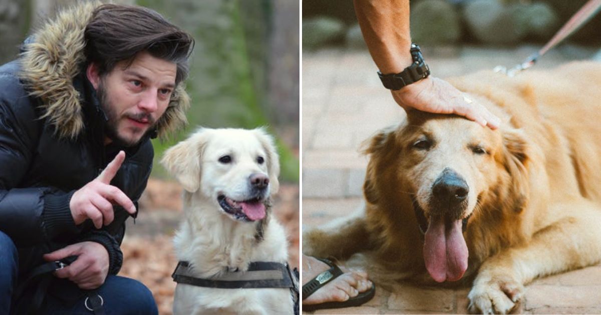 Meet Balltze: The Mischievously Famed Cheems Dog And Social Media Star ...