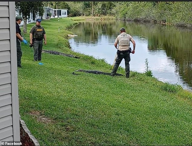 BREAKING: Alligator BITES Off 72-Year-Old Man's Leg At Florida Park ...